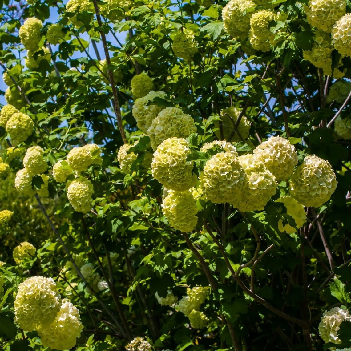 Viburnum opulus Compactum