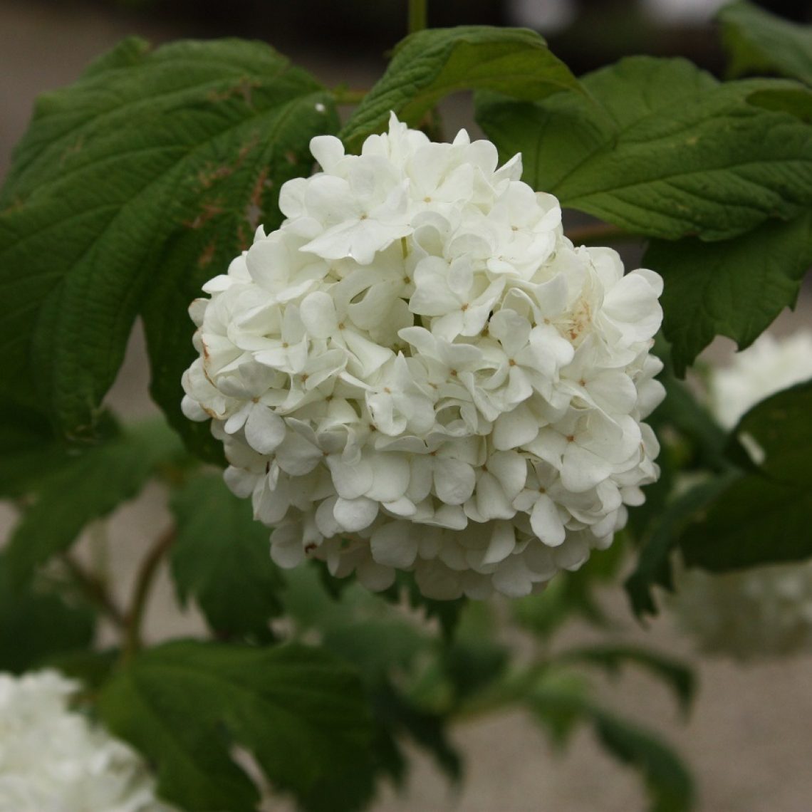 Viburnum opulus Roseum 3L