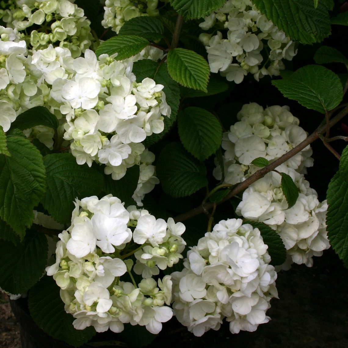 Viburnum plicatum Popcorn
