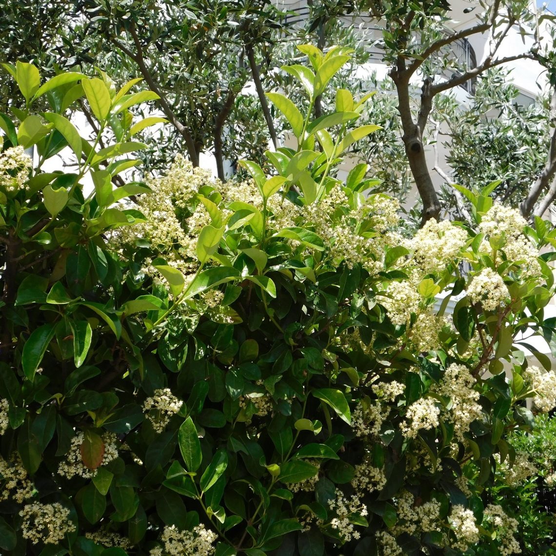 Viburnum tinus Lucidum
