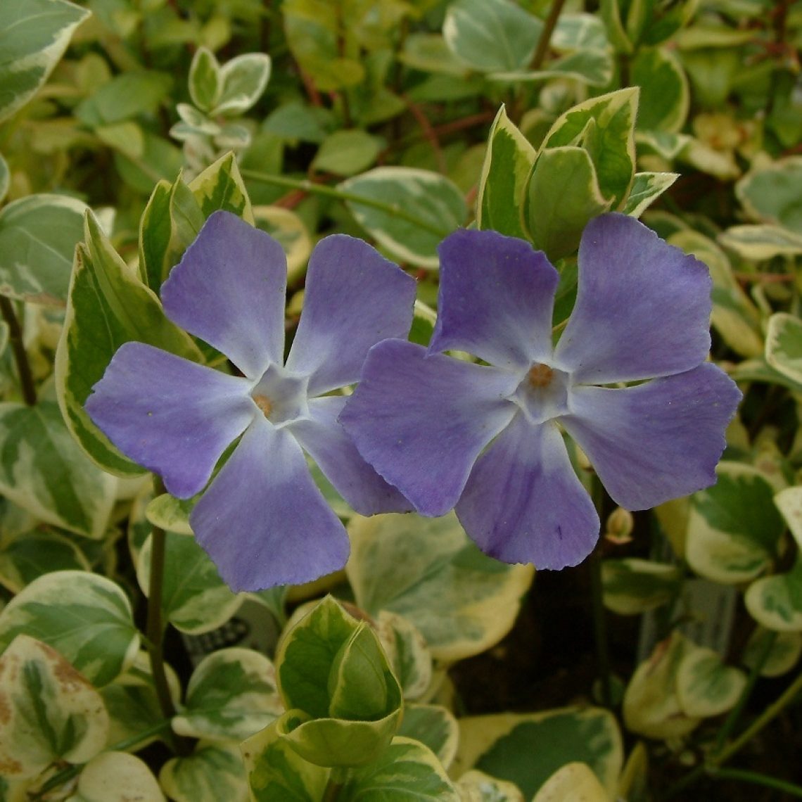 Vinca major Variegata