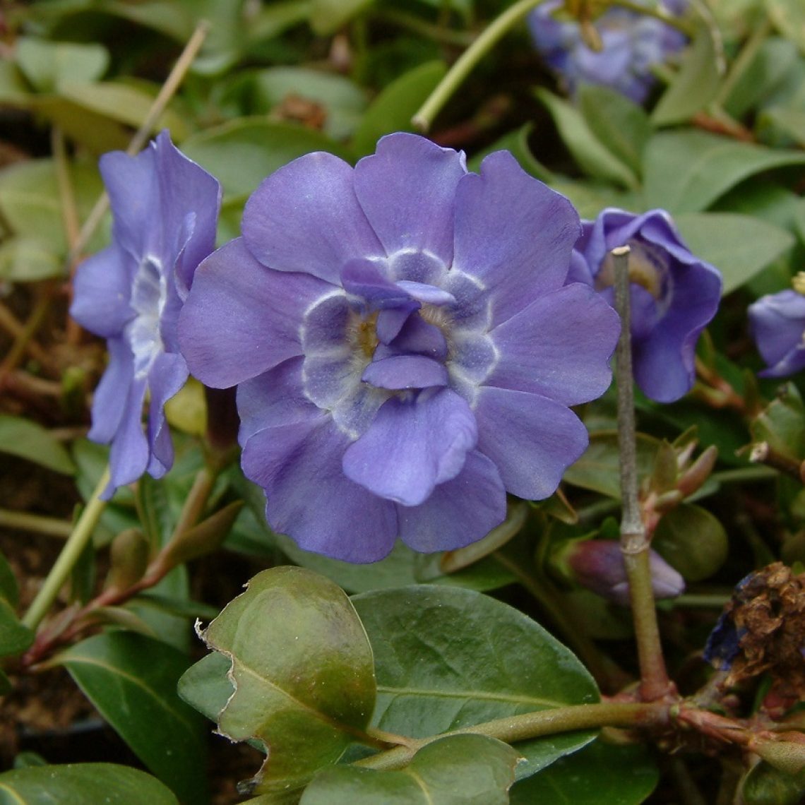 Vinca minor Azurea Flore Pleno