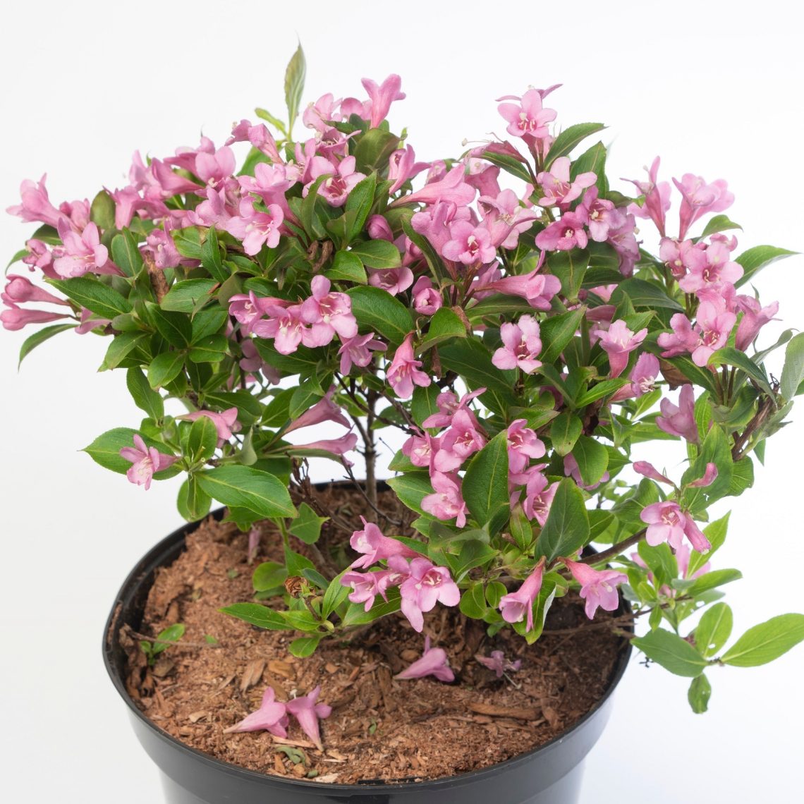 Weigela Pink Poppet