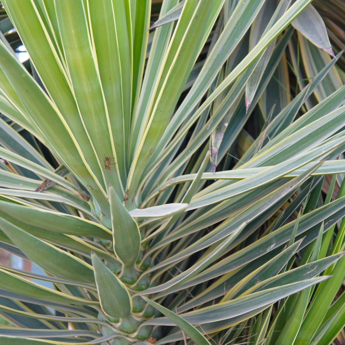 Yucca Bright Edge
