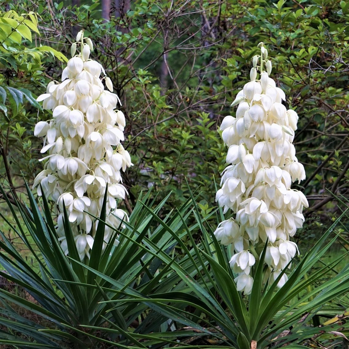 Yucca Filamentosa Varieties
