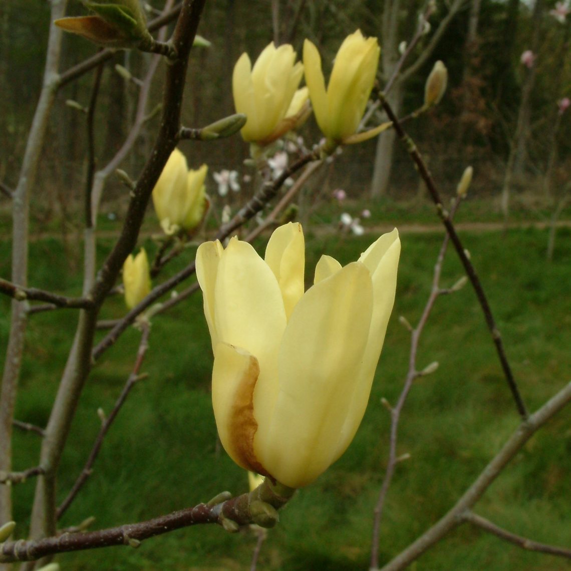 Magnolia Sunsation