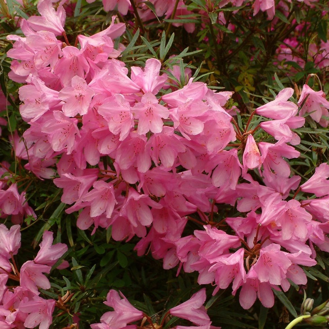 Rhodo. Graziella