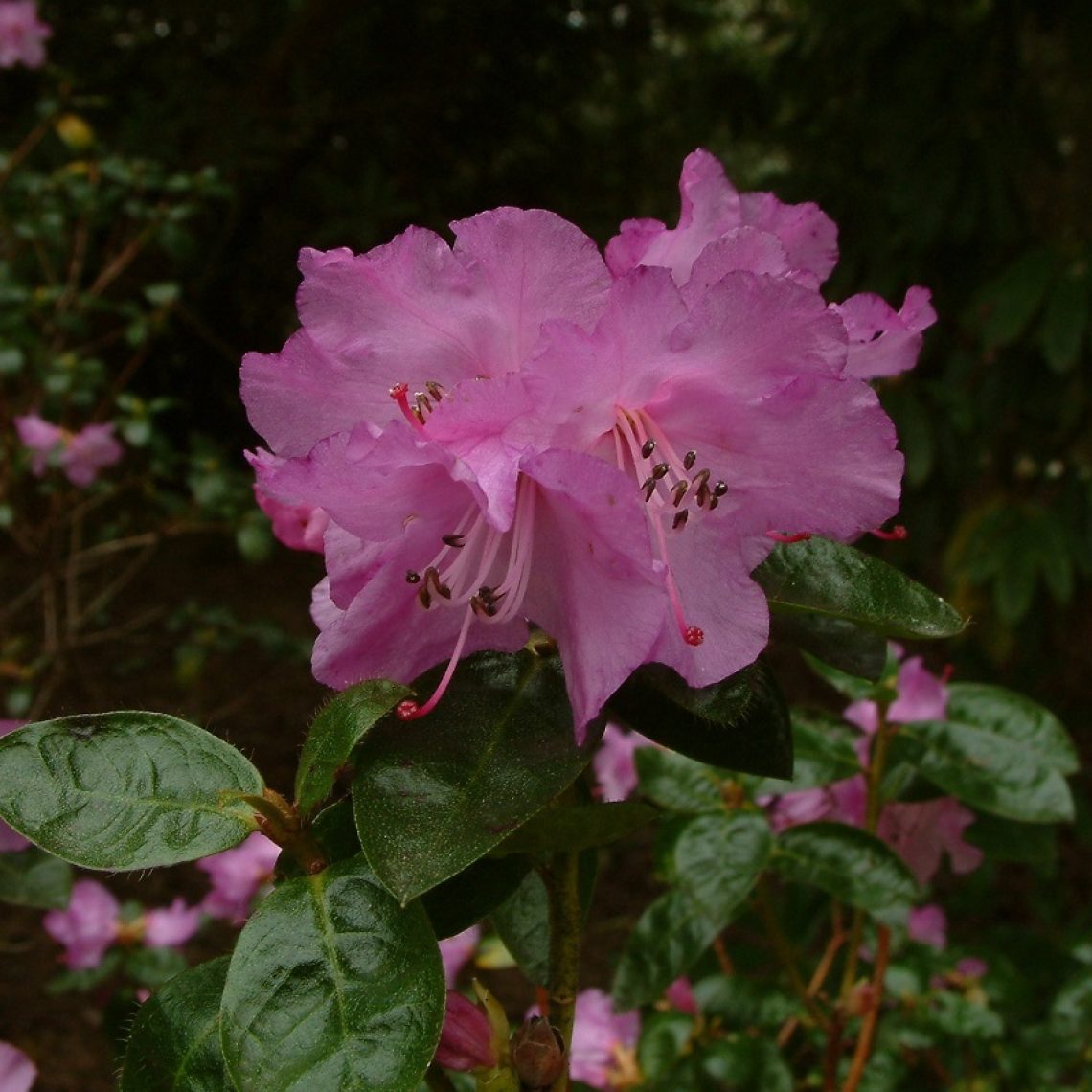 Rhodo. Praecox