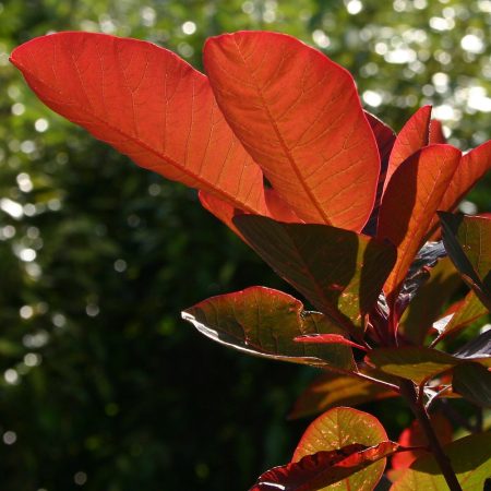Duchy of Cornwall Nursery
