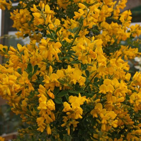 Duchy of Cornwall Nursery