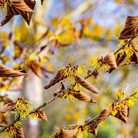 Daphne x t. Pink Fragrance