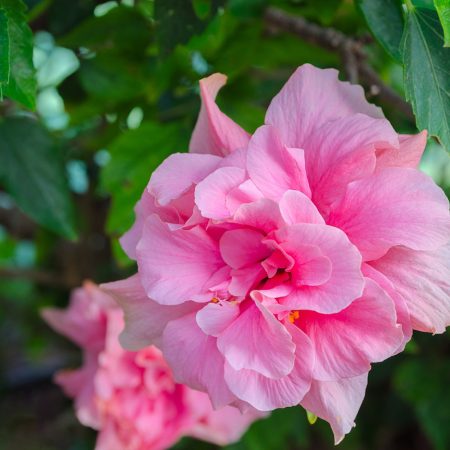 Abutilon Kentish Belle