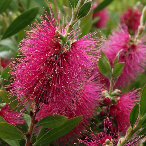 Callistemon Perth Pink