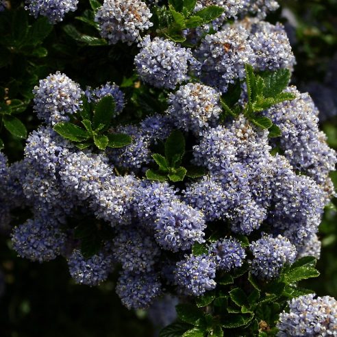 Ceanothus Blue Mound