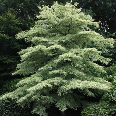 Cornus controversa Variegata