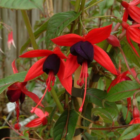 Fuchsia Lady Boothby