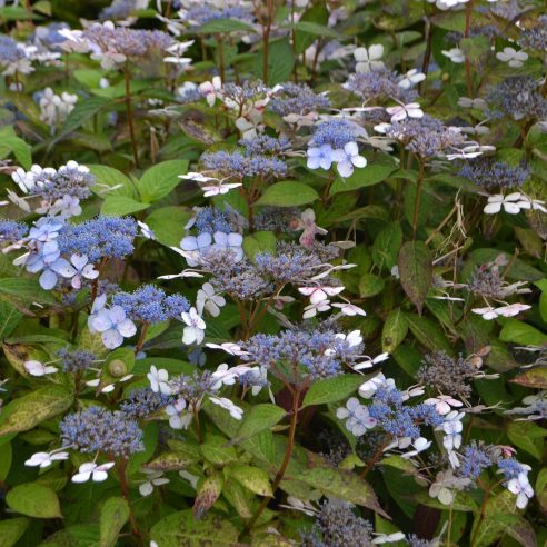 Hydrangea serrata Bluebird