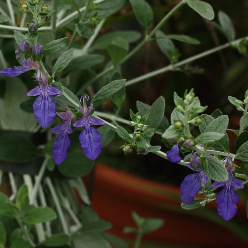 Teucrium Azureum