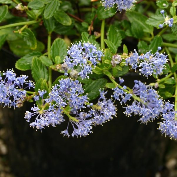 Azalea Northern Highlights