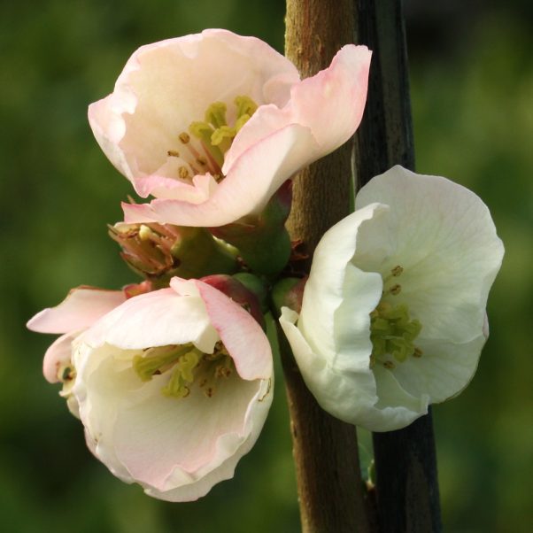 Duchy of Cornwall Nursery