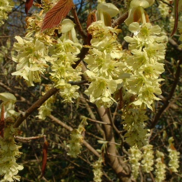 Rhus typhina Tiger Eyes