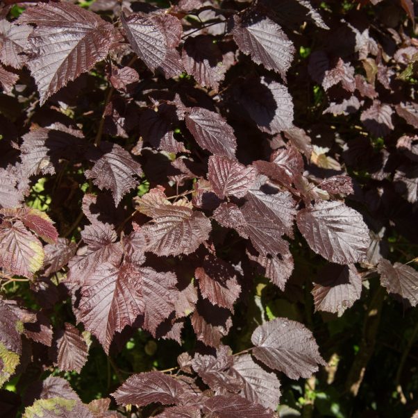 Rhus typhina Tiger Eyes