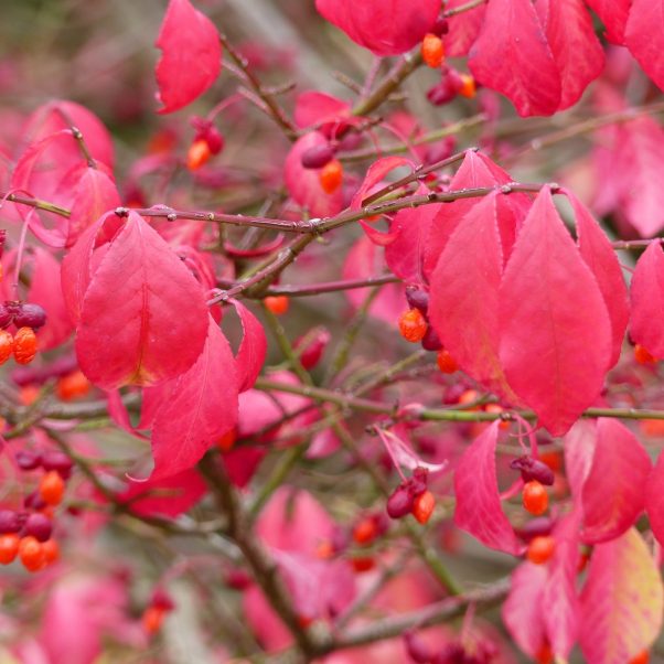 Cornus Cardinal