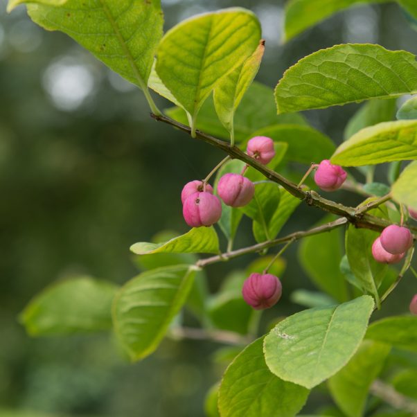 Rhus typhina Tiger Eyes