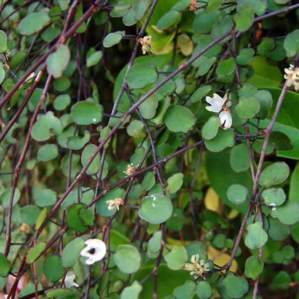 Rhus typhina Tiger Eyes