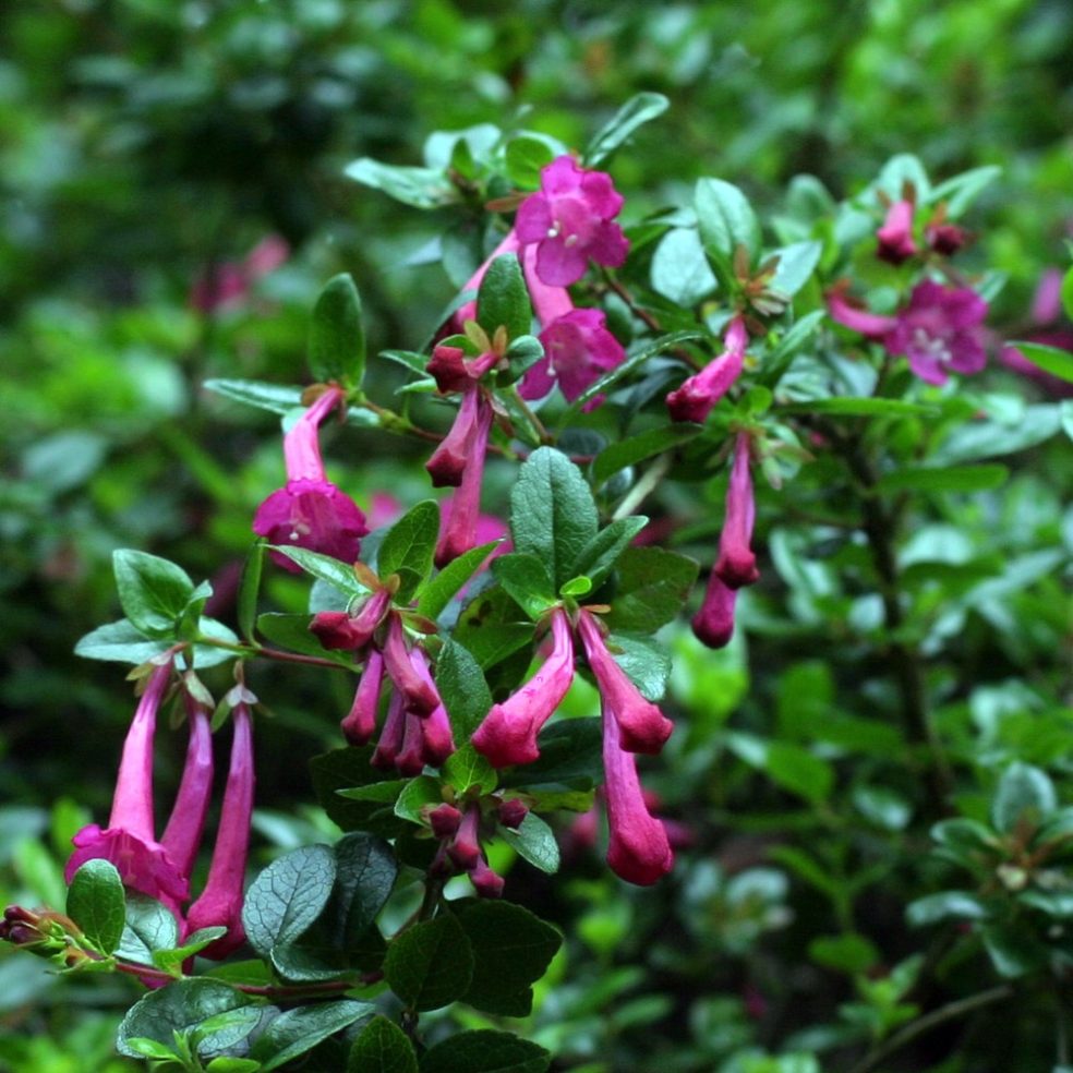 Abelia floribunda
