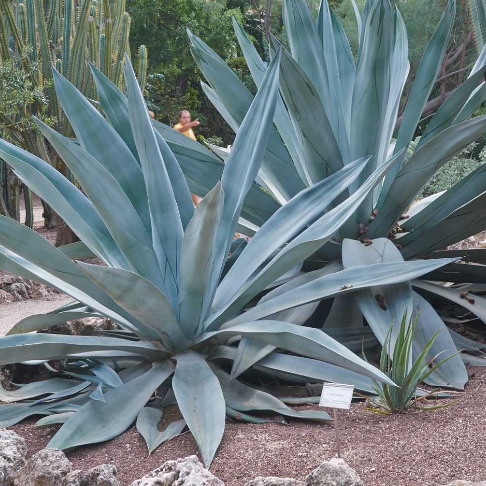 Agave Americana