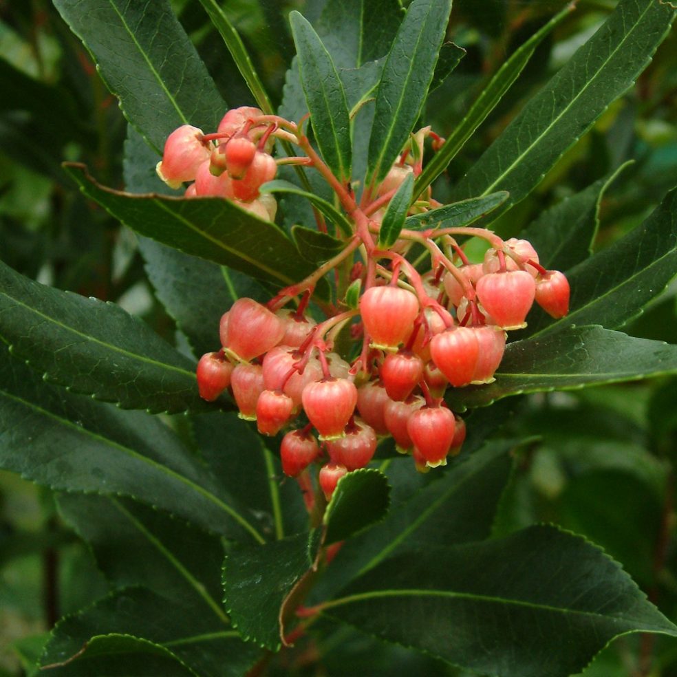 Arbutus unedo Rubra
