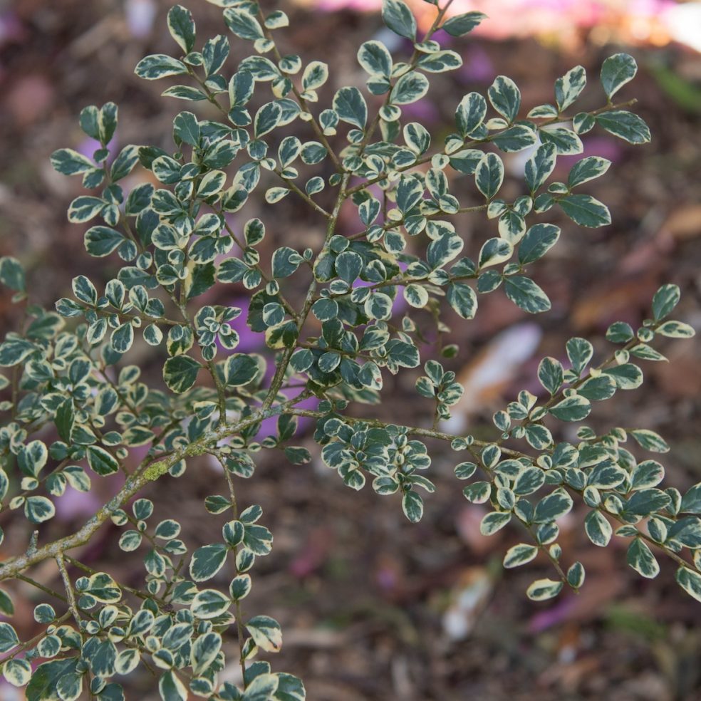 Azara microphylla