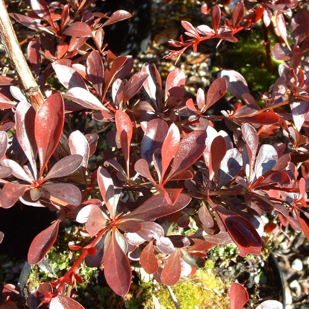 Berberis thun. Red Chief
