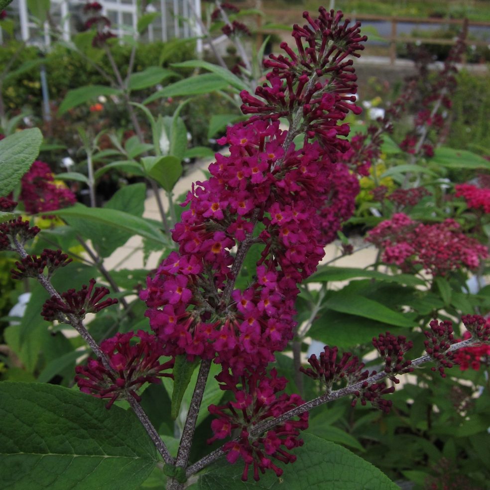 Buddleia davidii Miss Ruby