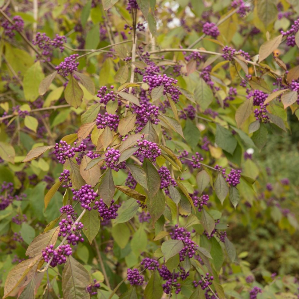 Callicarpa b. gir. Profusion