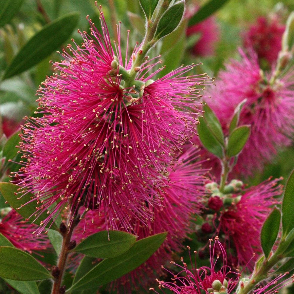 Callistemon Perth Pink