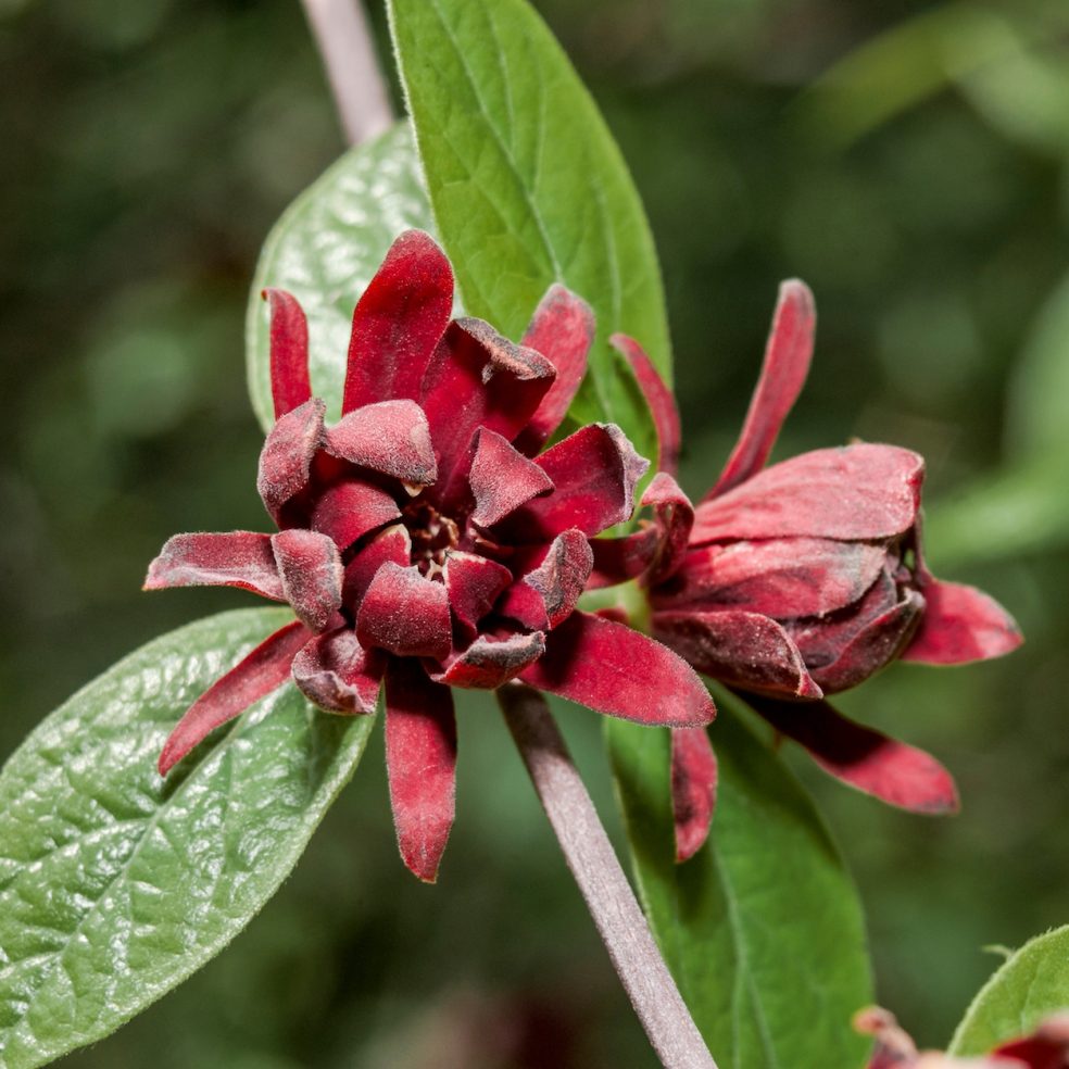 Calycanthus floridus
