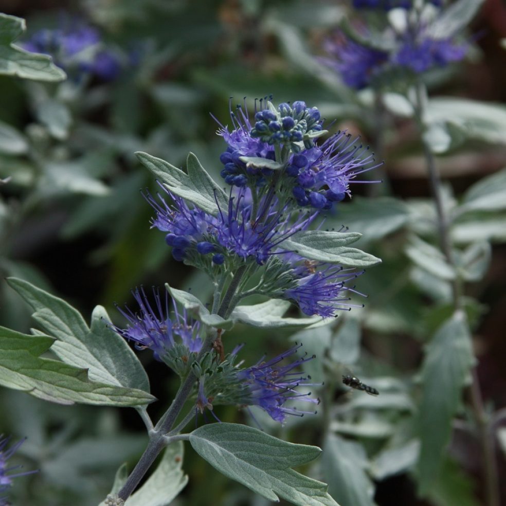 Caryopteris x cla. Kew Blue
