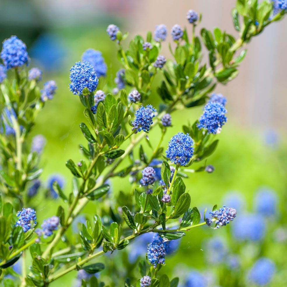 Ceanothus Concha