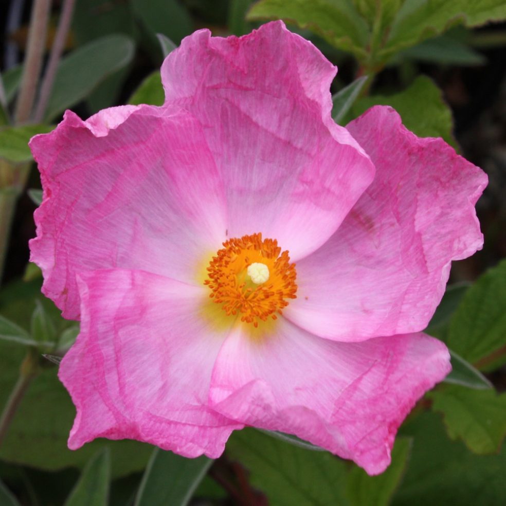 Cistus Silver Pink