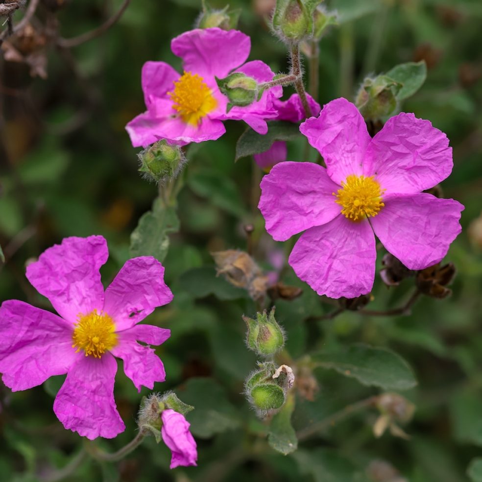 Cistus creticus