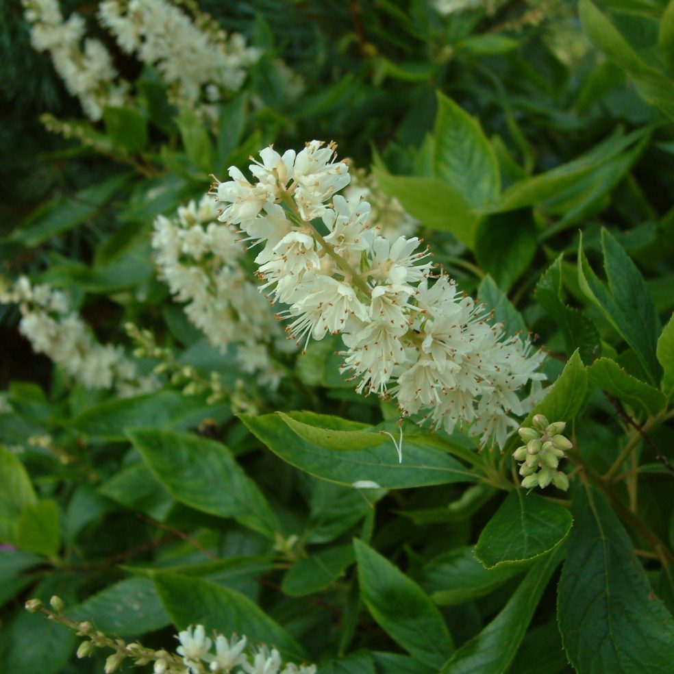 Clethra alnifolia Paniculata