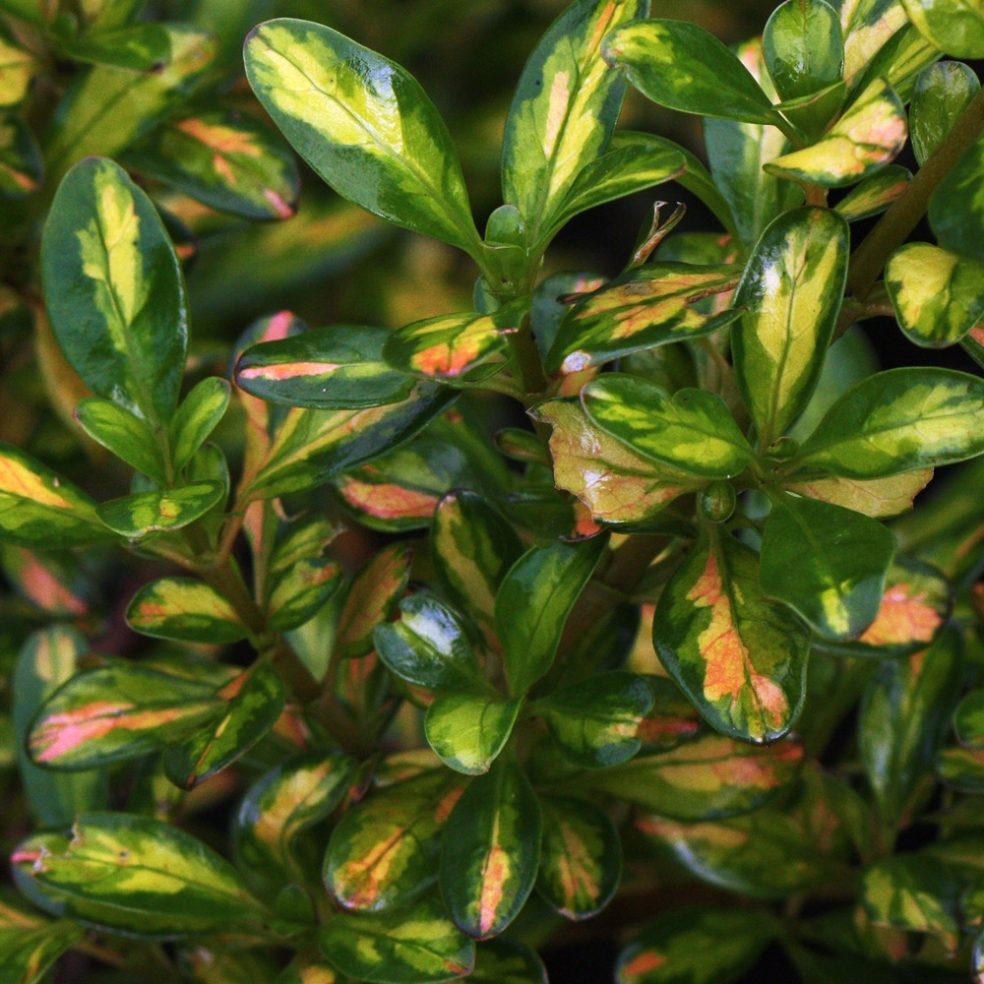 Coprosma Lemon and Lime