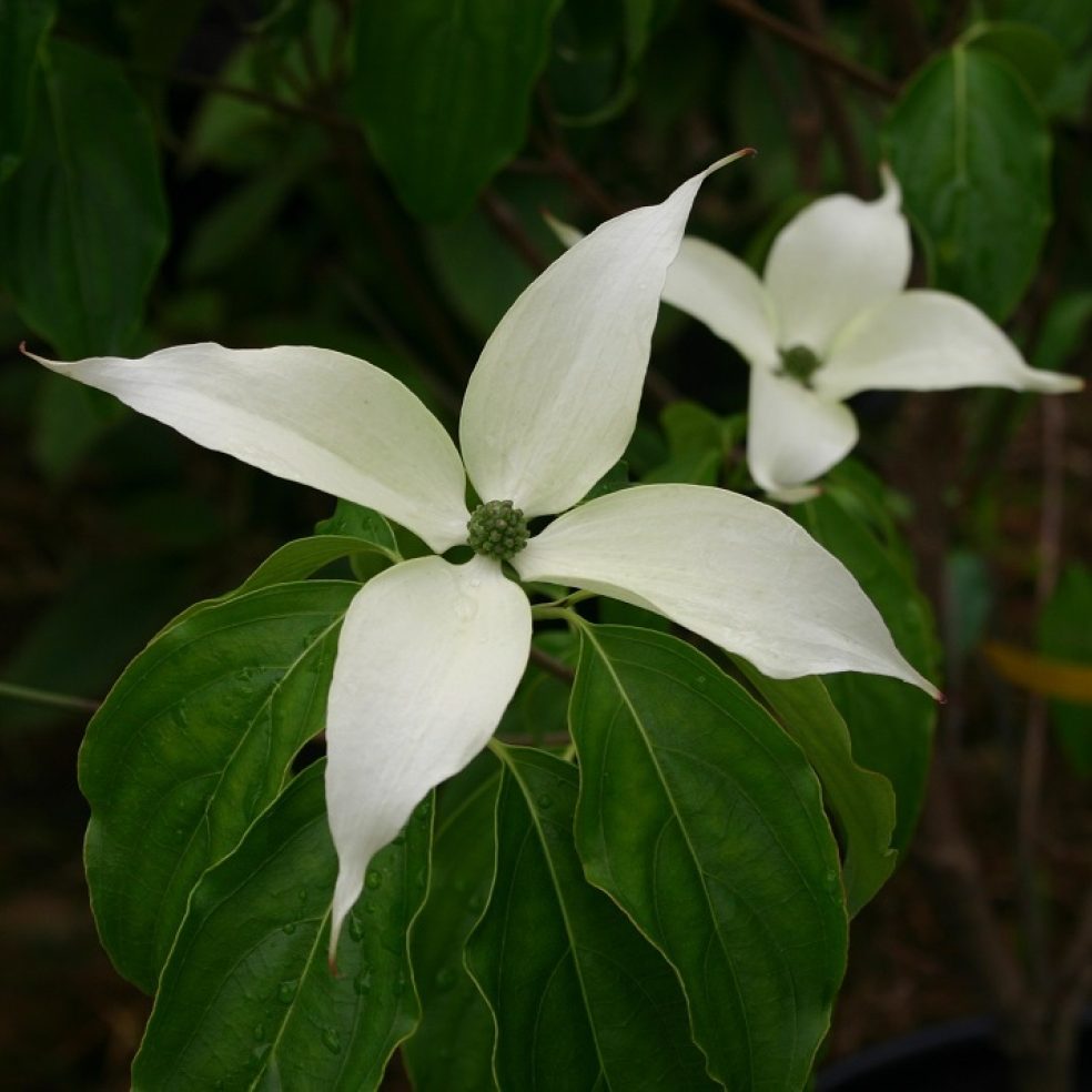 Cornus kousa China Girl