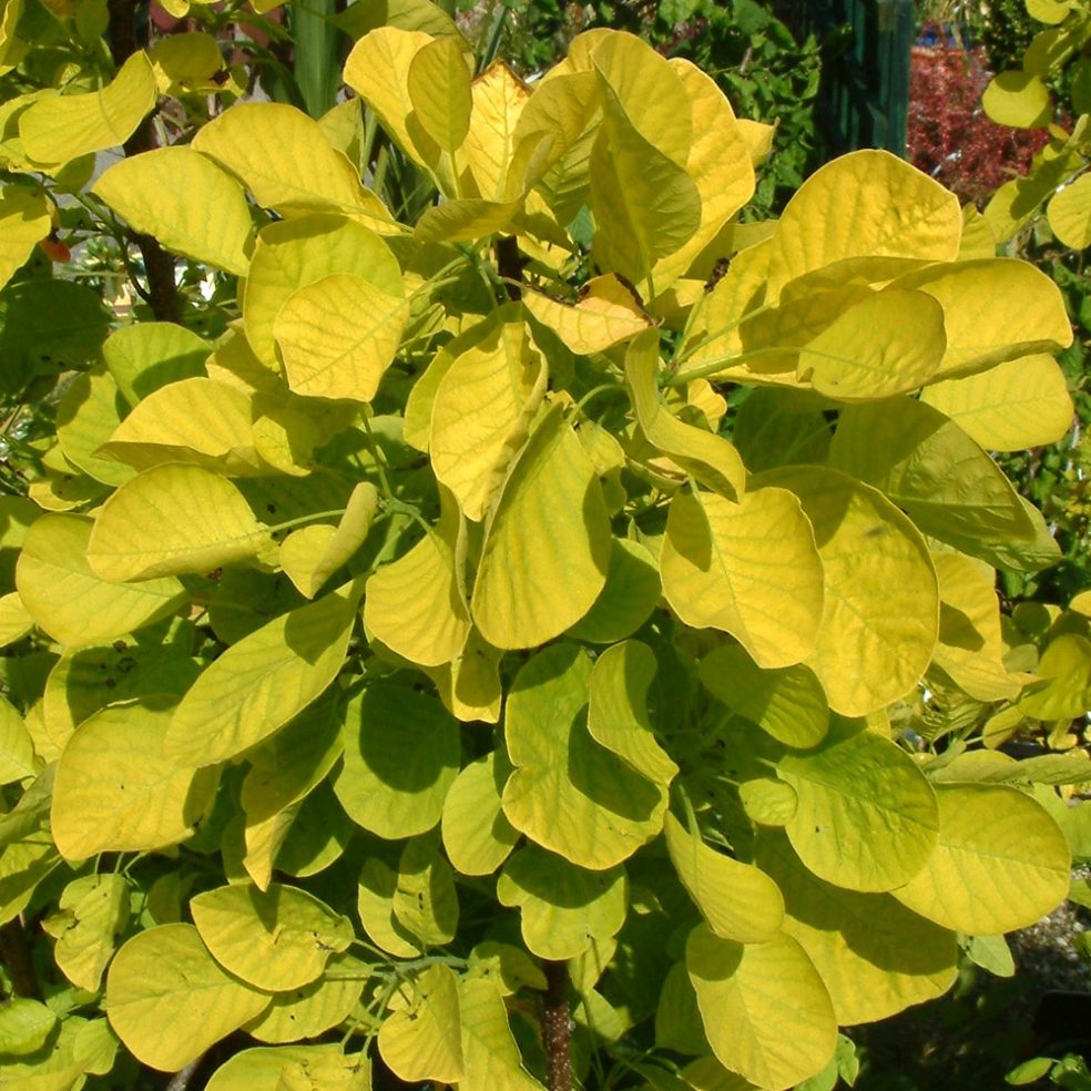 Cotinus Golden Spirit | Duchy of Cornwall Nursery