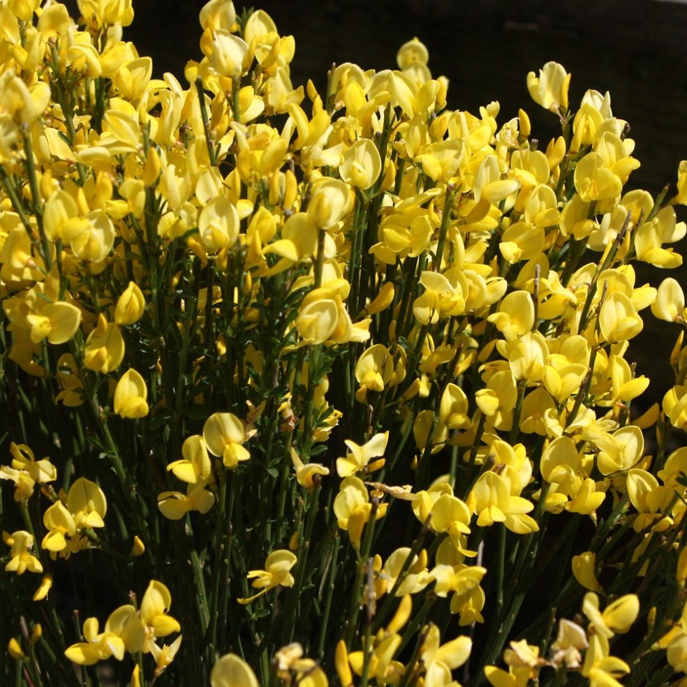 Cytisus x praecox Allgold AGM