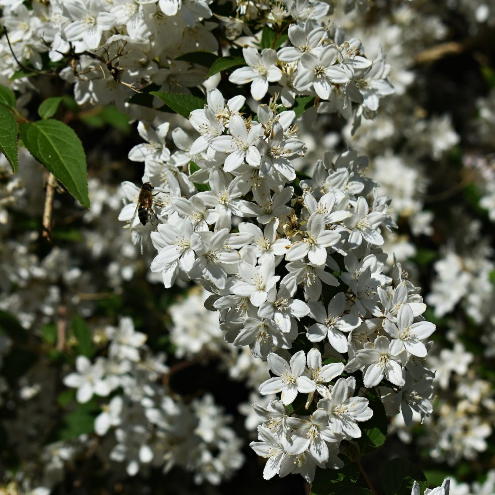 Deutzia Nikko