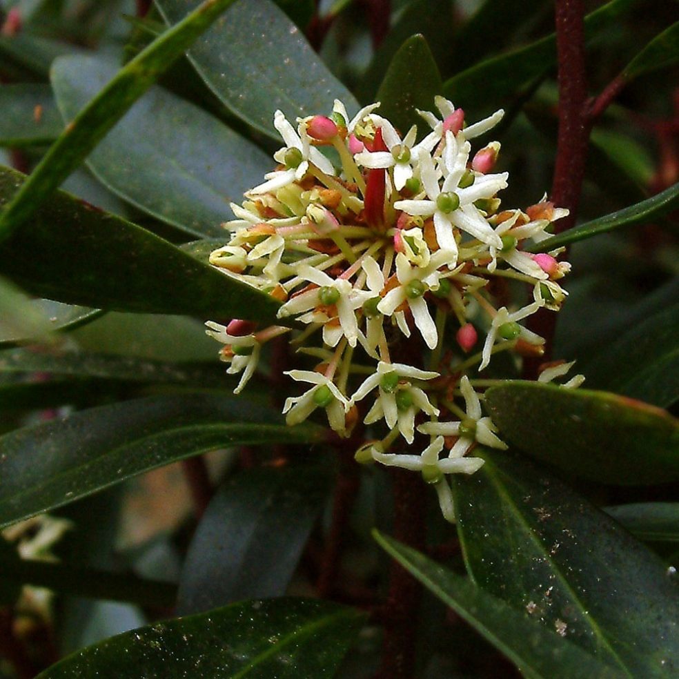 Drimys lanceolata