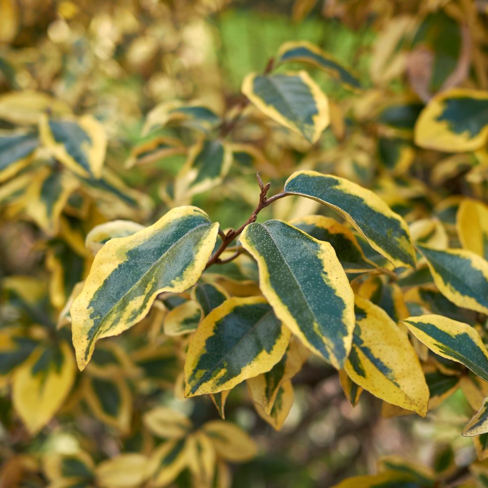 Elaeagnus Maculata